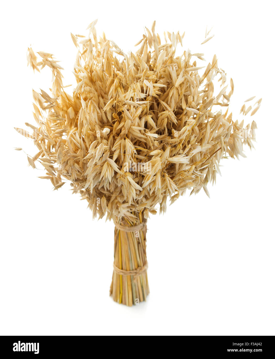 oat ears isolated on white background Stock Photo - Alamy