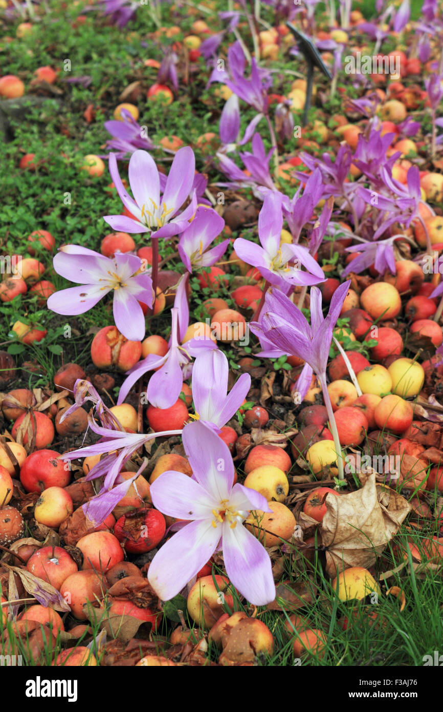 Colchicum autumnale commonly known hi-res stock photography and images ...