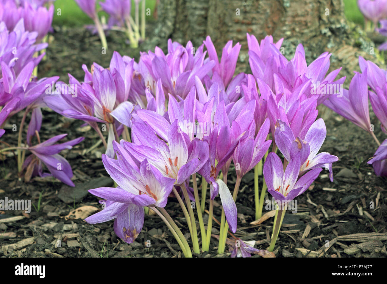 Wisley Gardens, Surrey, UK. 4th October 2015. The colchicum autumnale ...