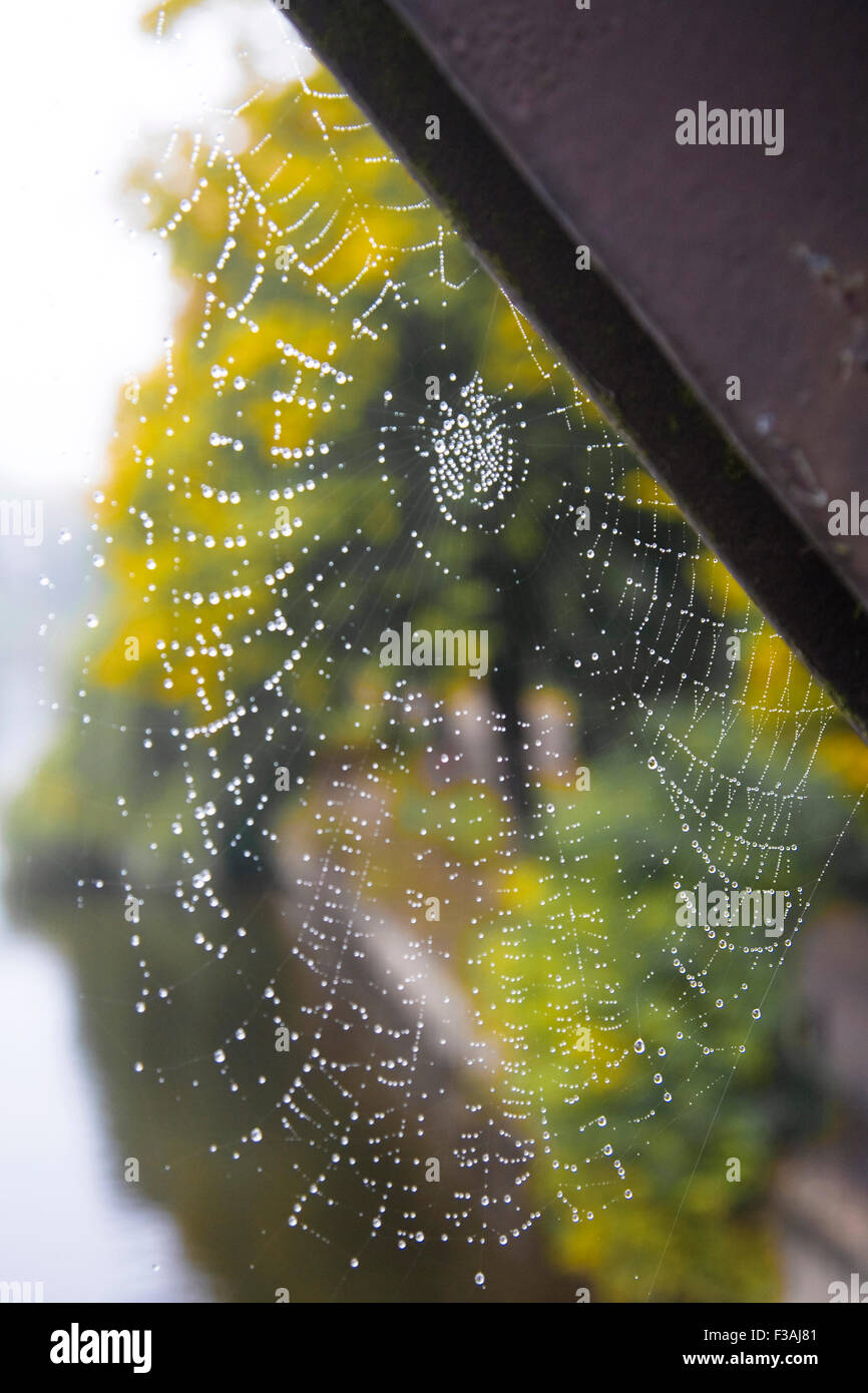 Shrewsbury, Shropshire, UK. 3rd October, 2015. Cobweb on a bridge over ...