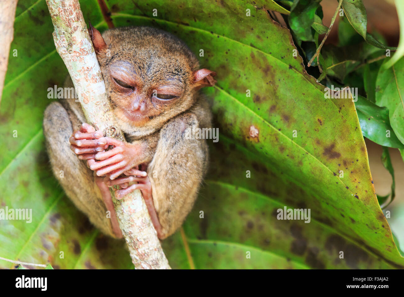 Tarsier monkey hi-res stock photography and images - Alamy