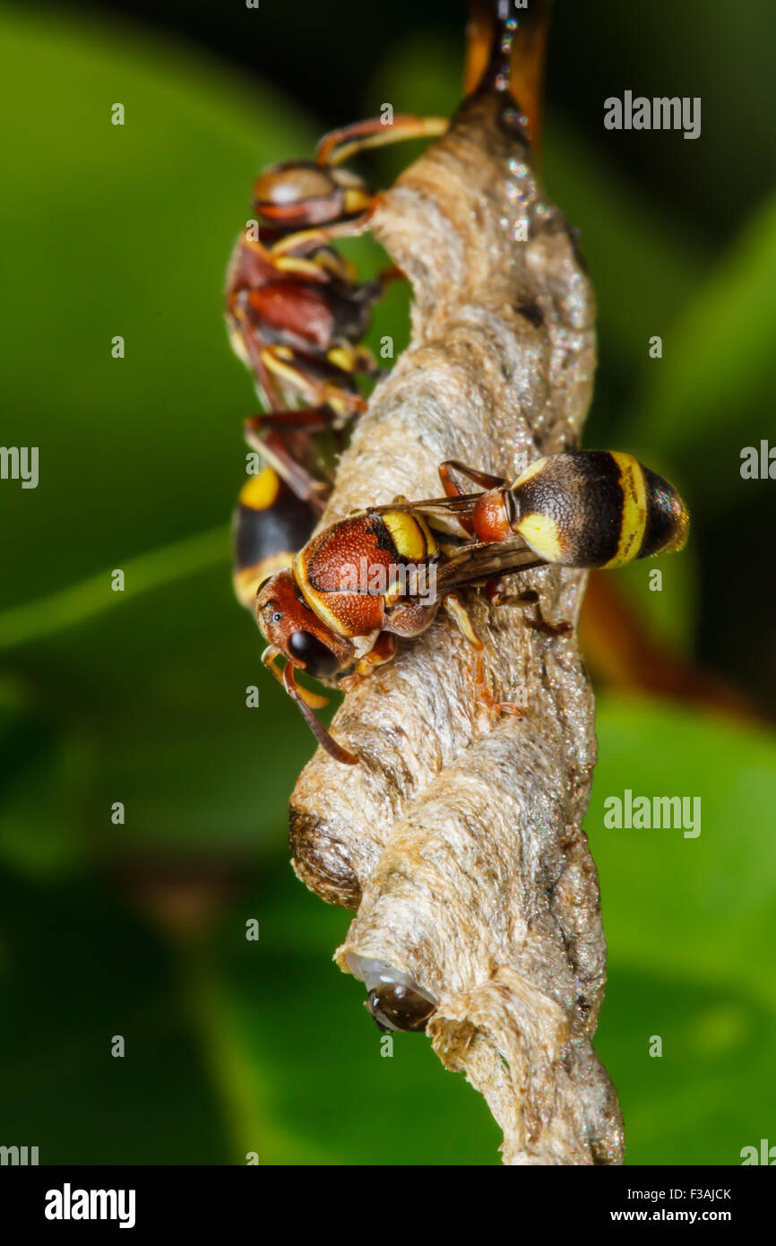 Wasp builds a nest Stock Photo - Alamy