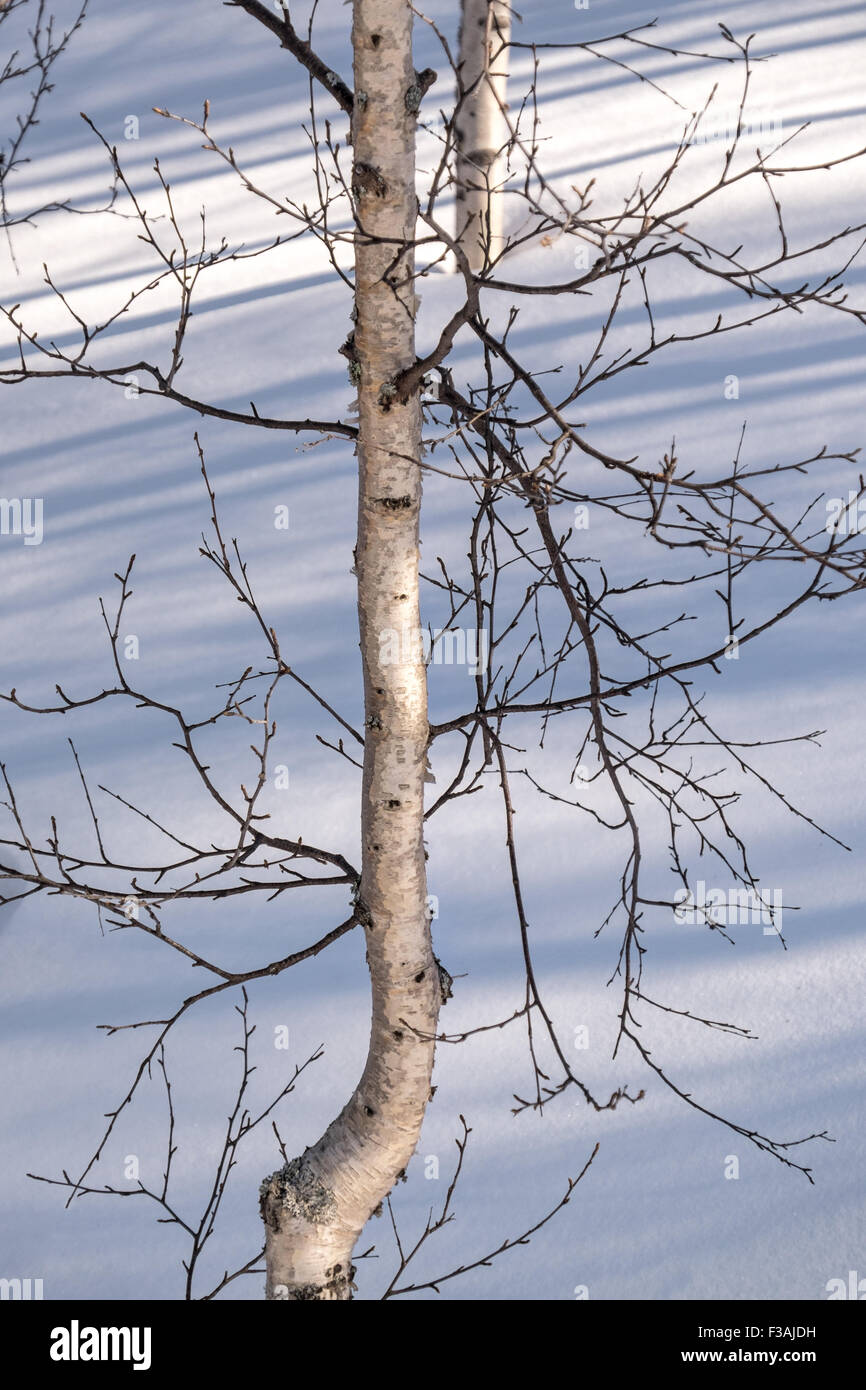 Sunlight on snow in Norwegian birch wood Stock Photo - Alamy