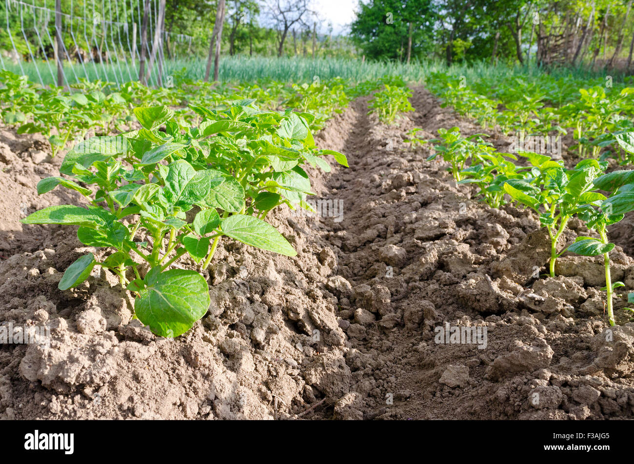 Growing bio potatoes in the northern Bulgaria in the summer Stock Photo ...