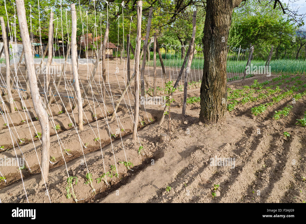 Bio garden in the northern Bulgaria in the summer Stock Photo - Alamy