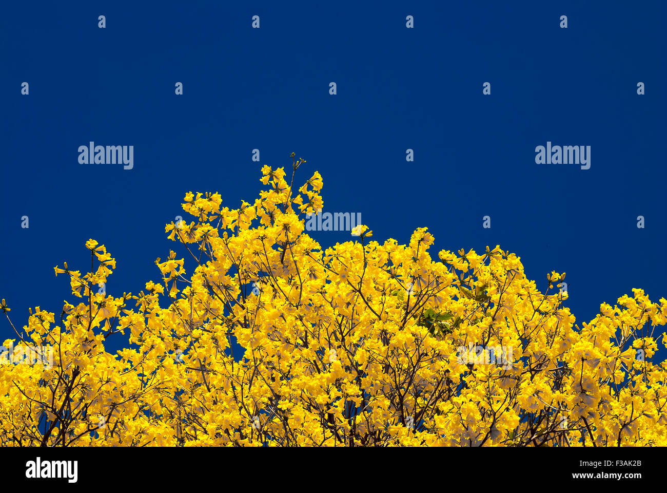 A beautiful Yellow Poui Tree,In Queen's Park Savannah,Port of Spain ...