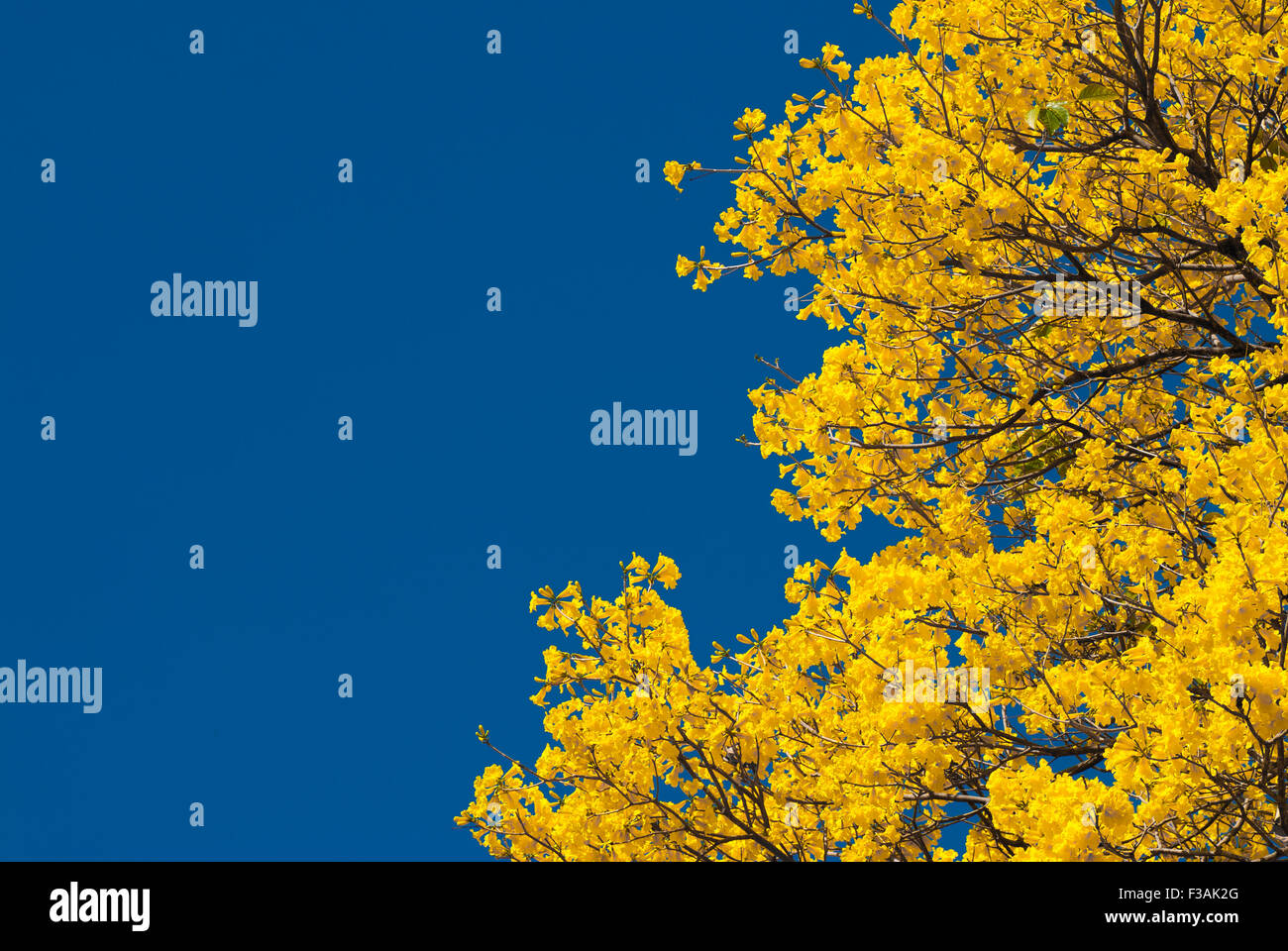 A beautiful Yellow Poui Tree,In Queen's Park Savannah,Port of Spain ...
