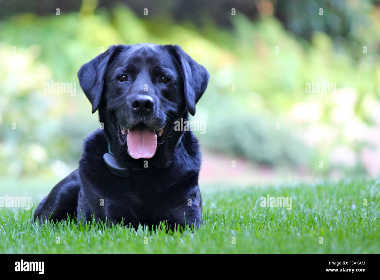 Black labrador retriever hi-res stock photography and images - Alamy