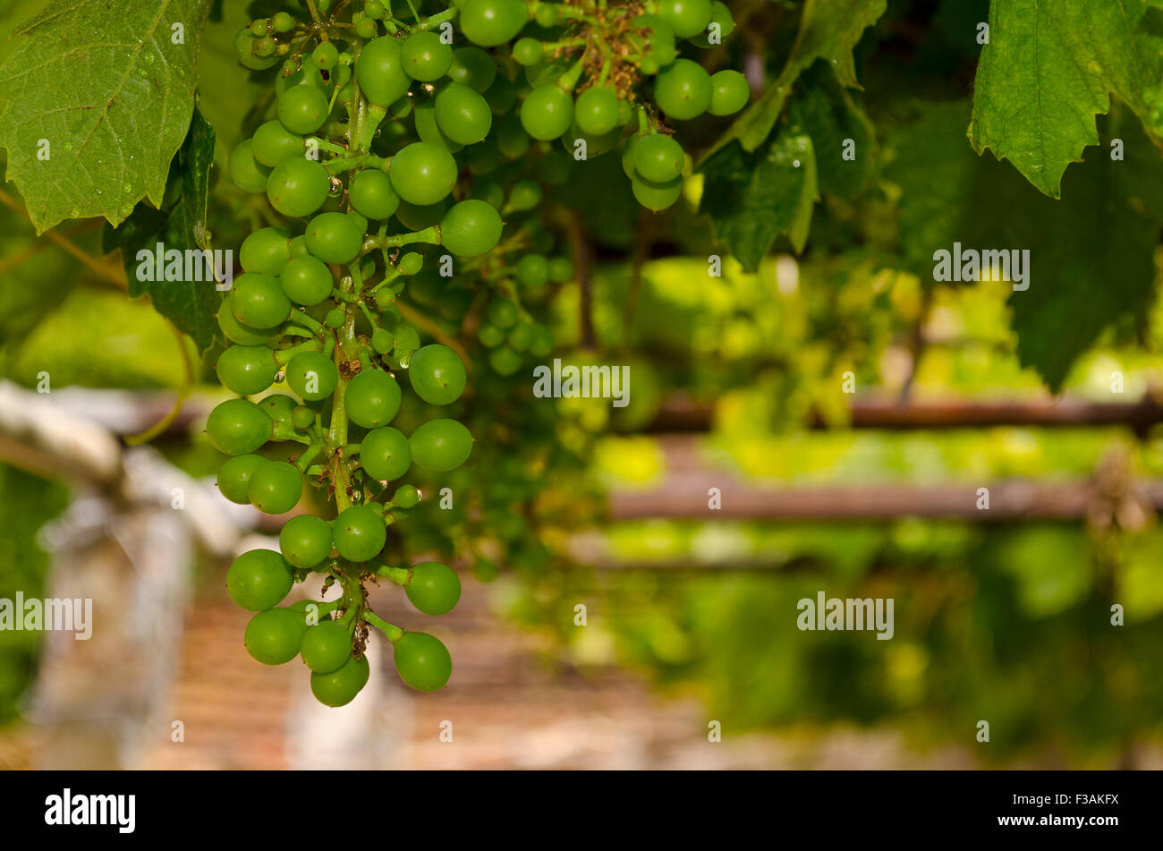 Growing bio grapes in the northern Bulgaria in the summer Stock Photo - Alamy
