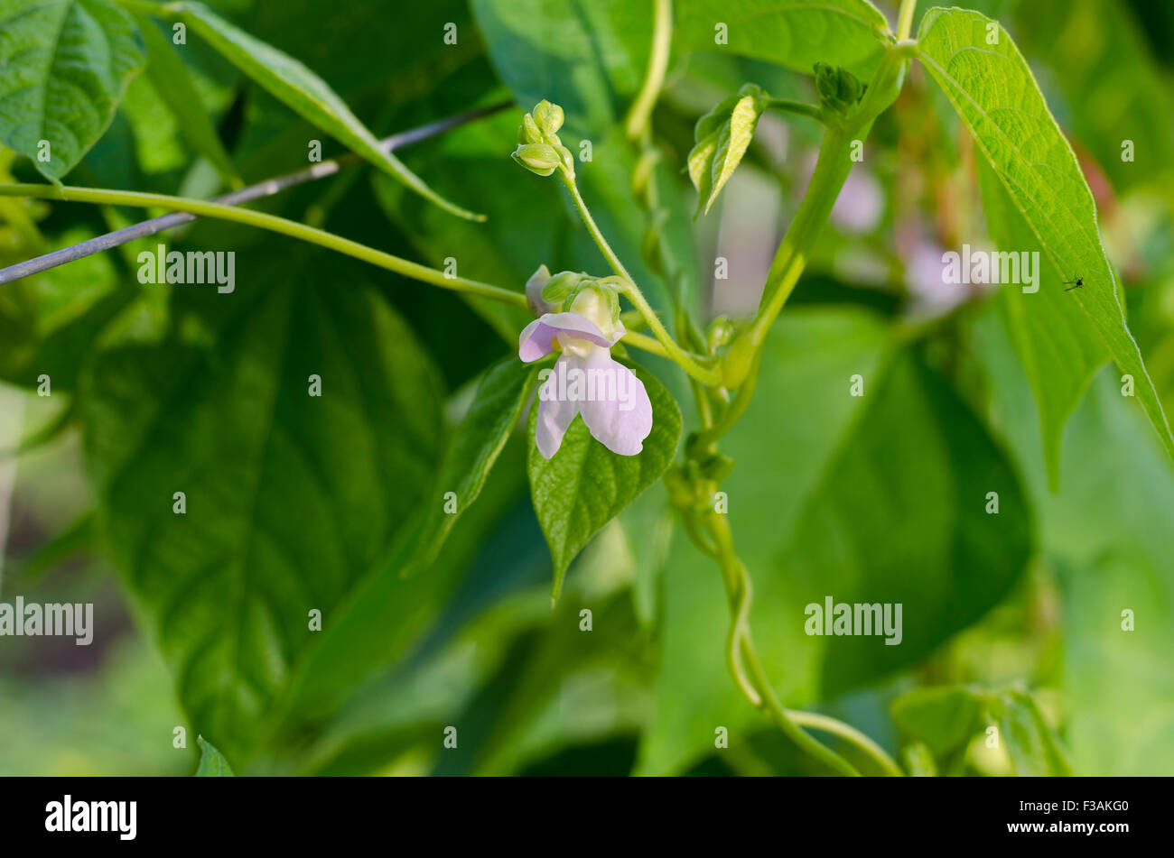 Kidney bean plant garden hi-res stock photography and images - Alamy