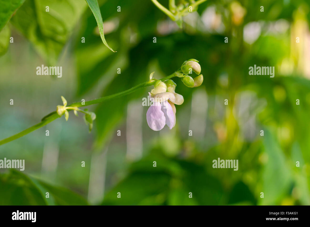 Bean Stalks Stock Photos & Bean Stalks Stock Images - Alamy