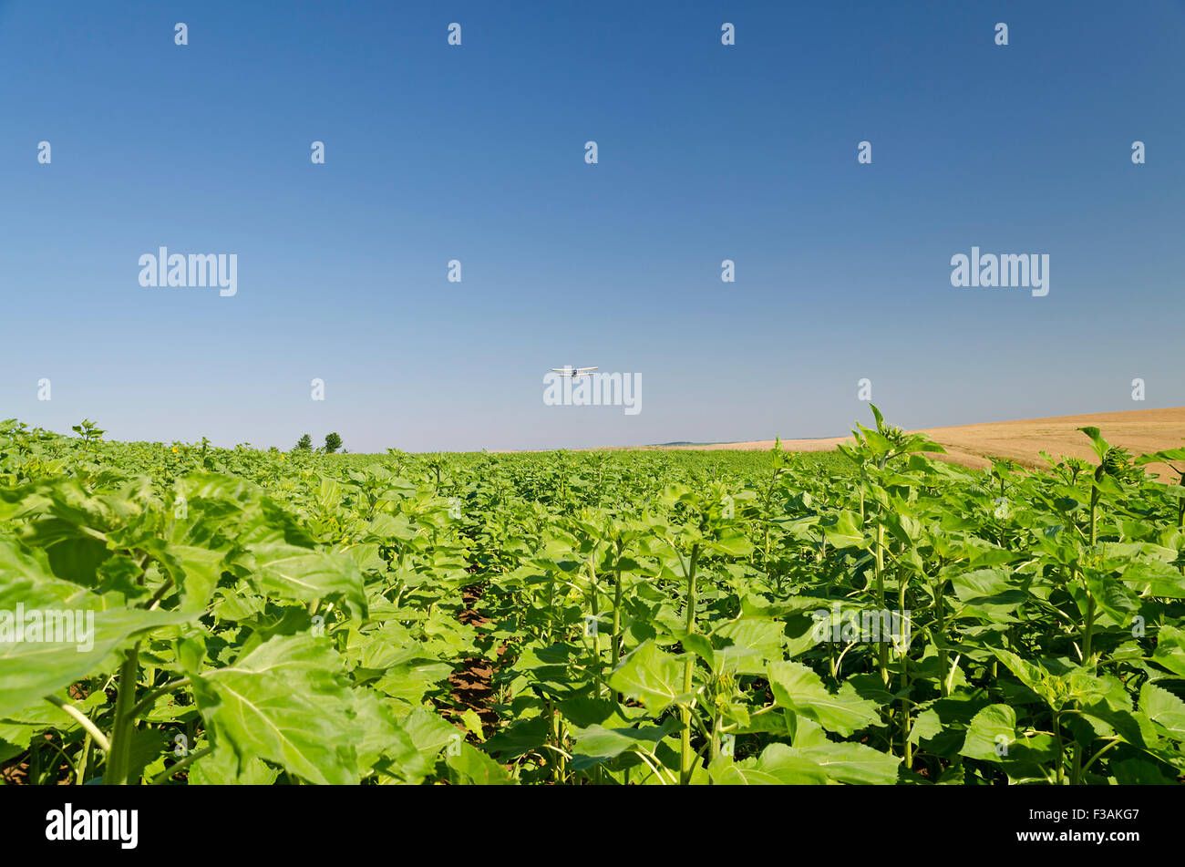 An agricultural crop duster flying low over a sunflower field, spraying ...