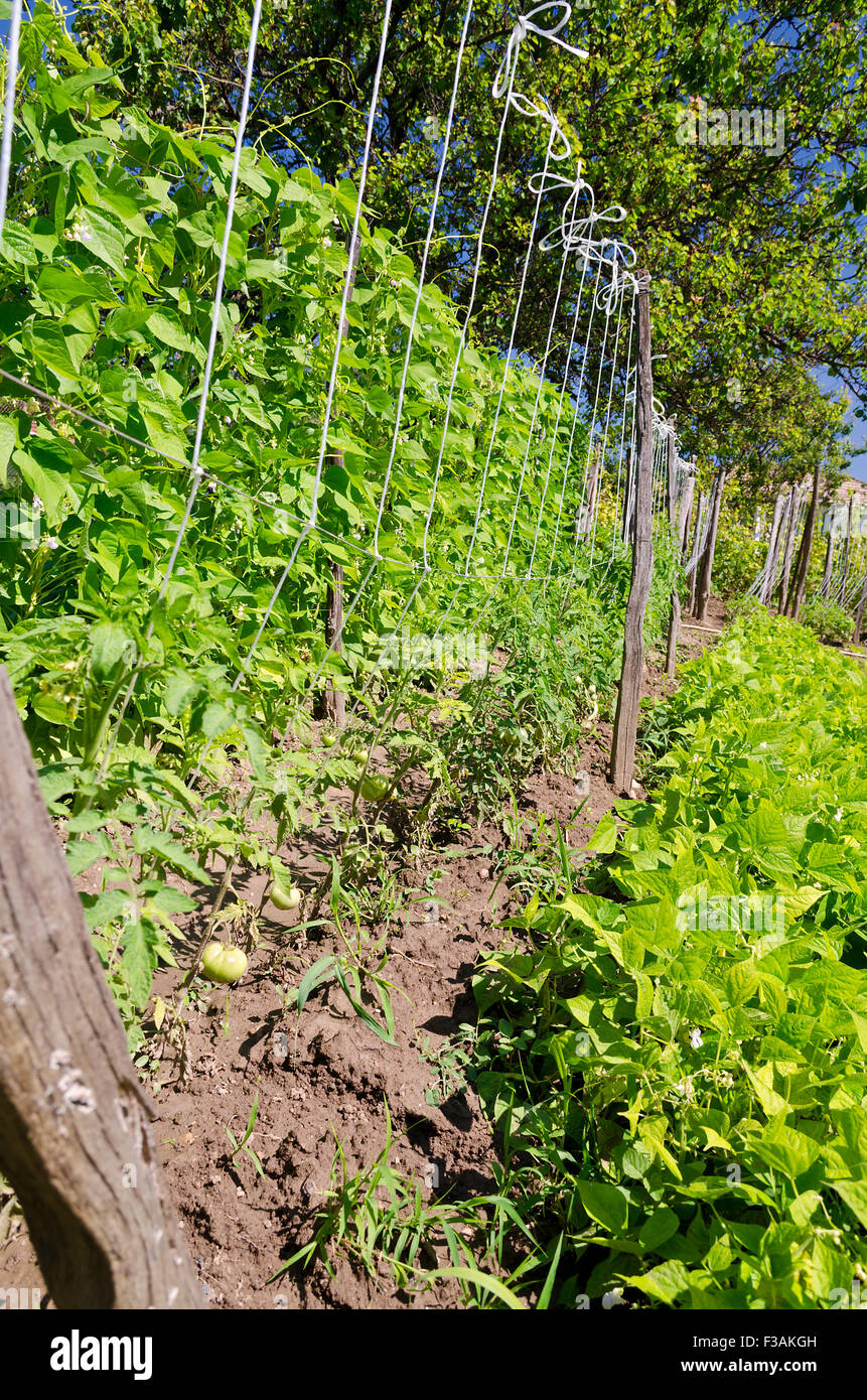 Bean rows hi-res stock photography and images - Alamy