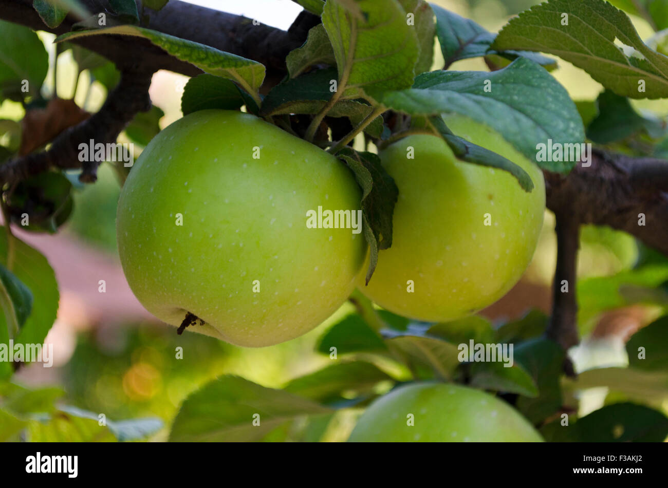 Growing bio fruits in the eastern Bulgaria Stock Photo - Alamy