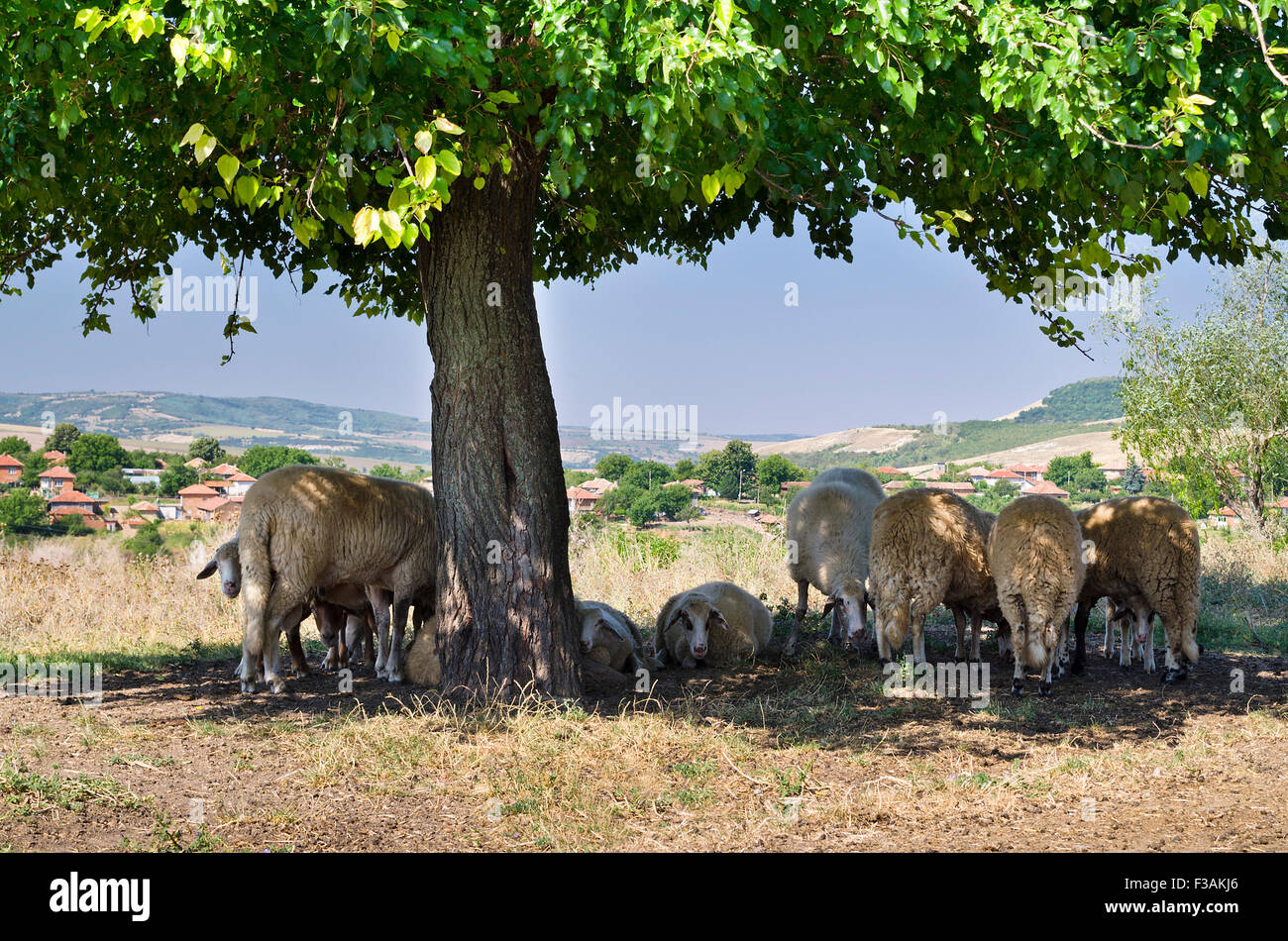 Sheep sheltering under a tree hi-res stock photography and images - Alamy