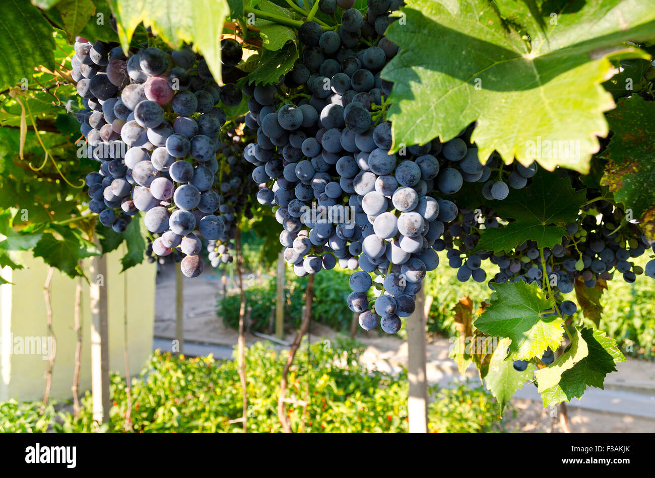 Growing bio grapes in the northern Bulgaria Stock Photo - Alamy