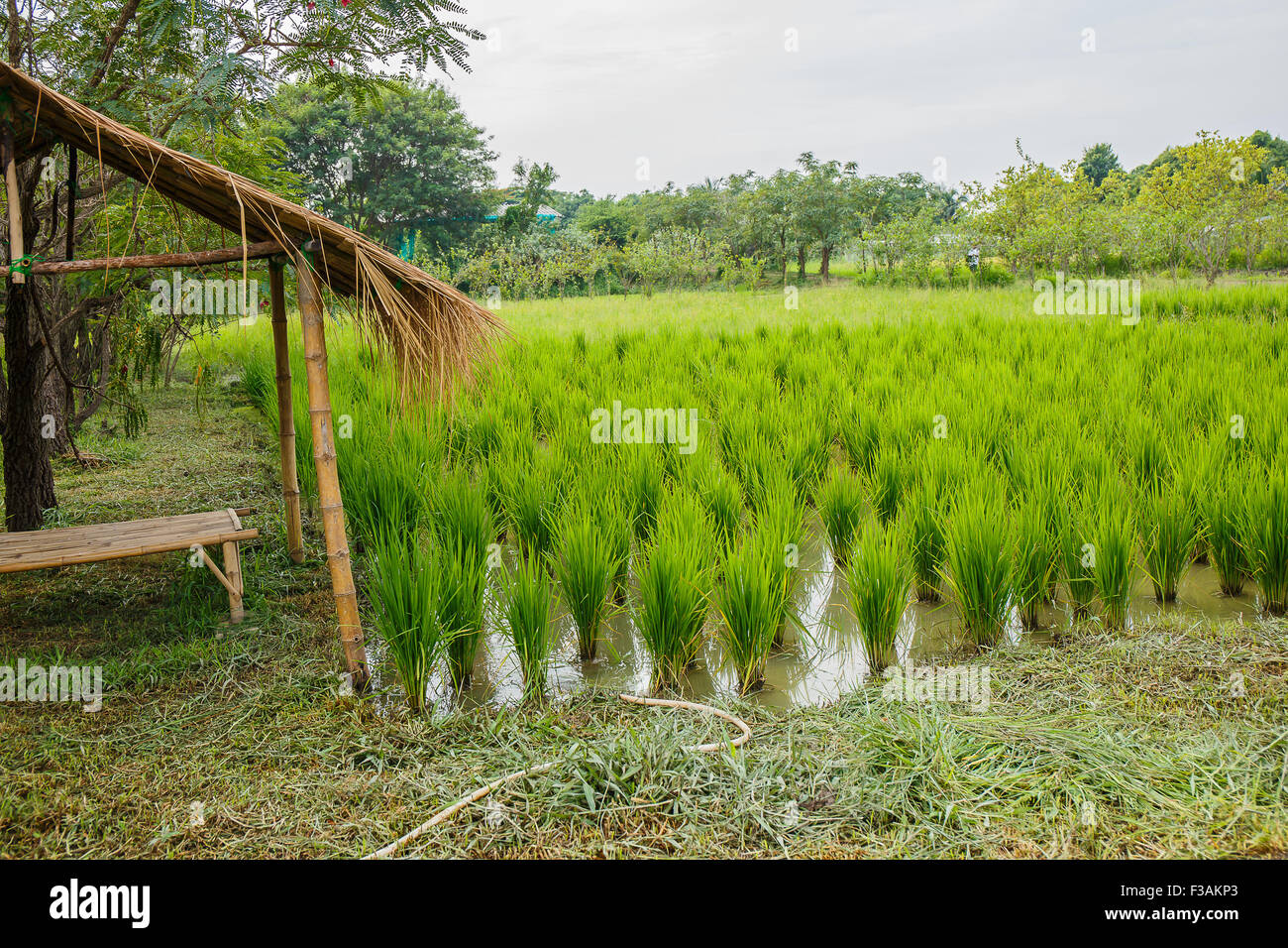 Rice fields in Thailand Stock Photo - Alamy