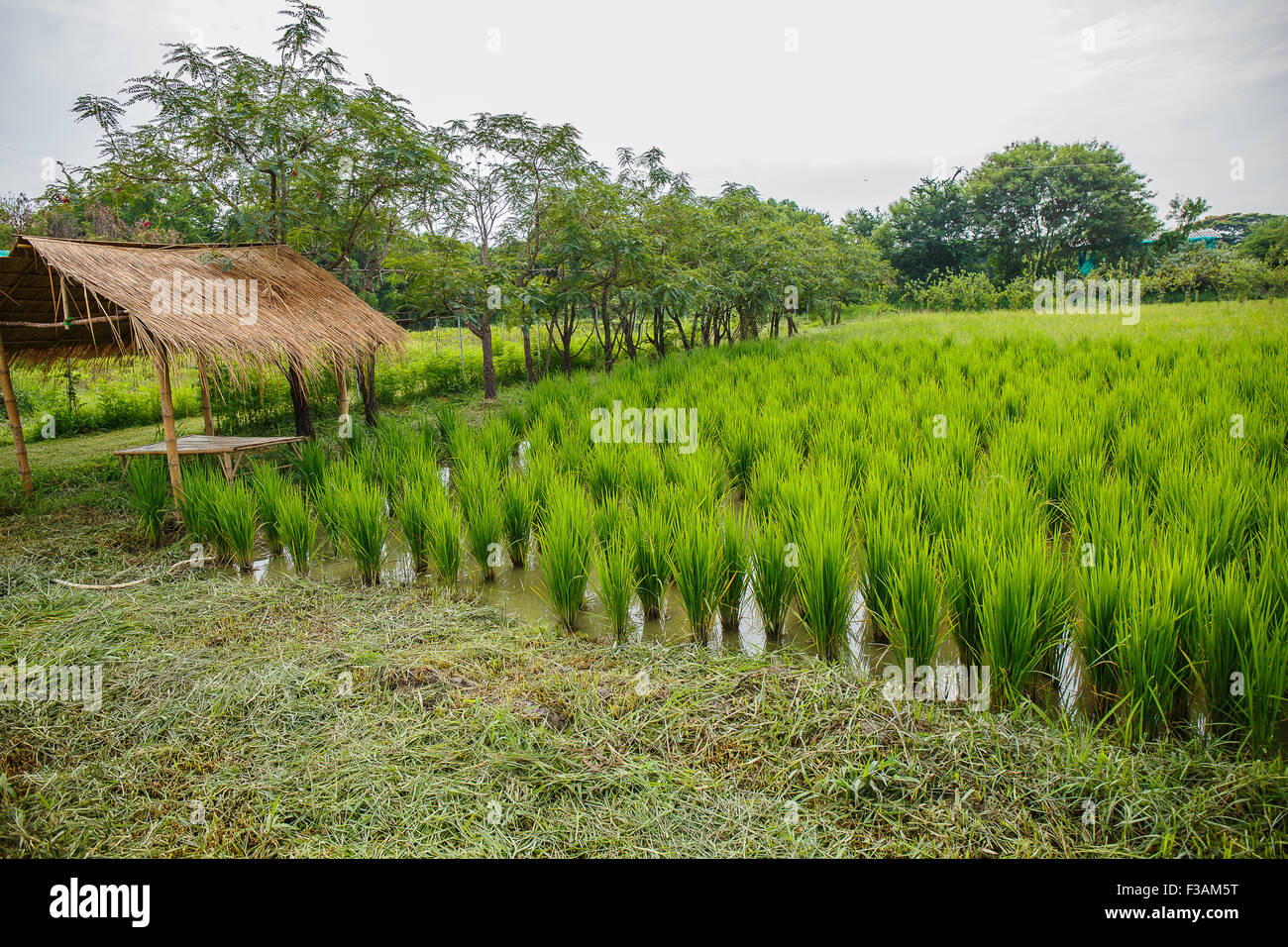 Rice fields in Thailand Stock Photo - Alamy