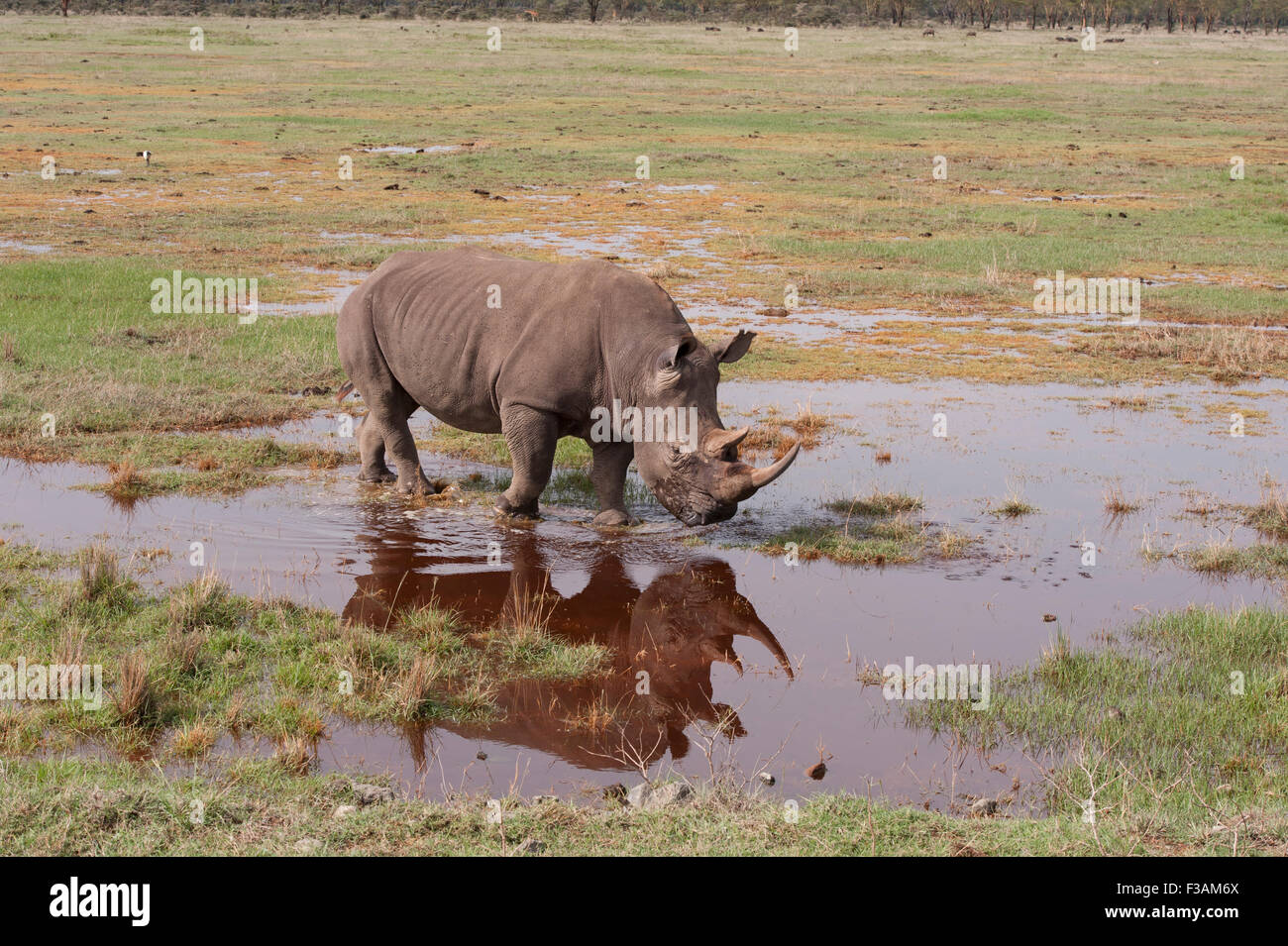 Rhino poaching kaziranga hi-res stock photography and images - Alamy