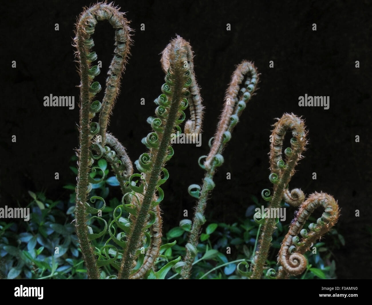Sword fern hi-res stock photography and images - Alamy