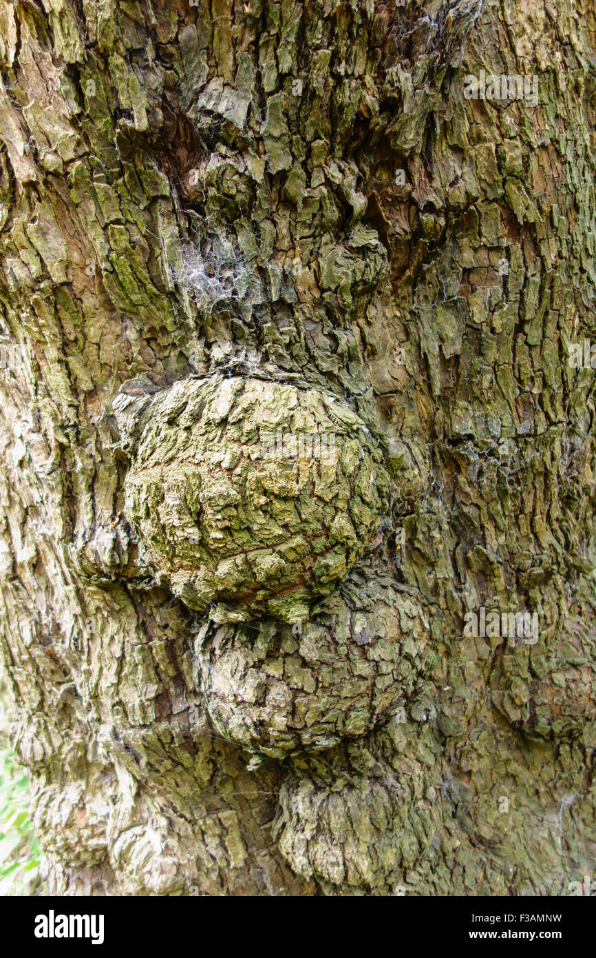 The gnarled surface of an ancient Pear tree on a nature reserve in the ...