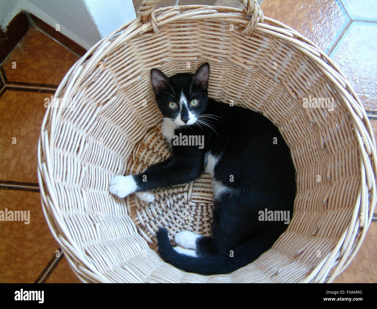 Black and white cat basket hi-res stock photography and images - Alamy
