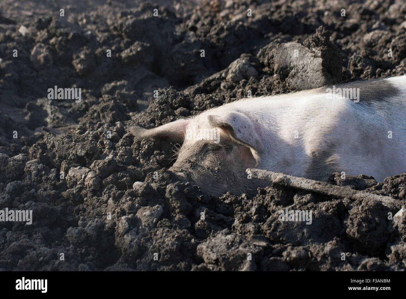 A pig enjoying the sun and lazy days Stock Photo - Alamy