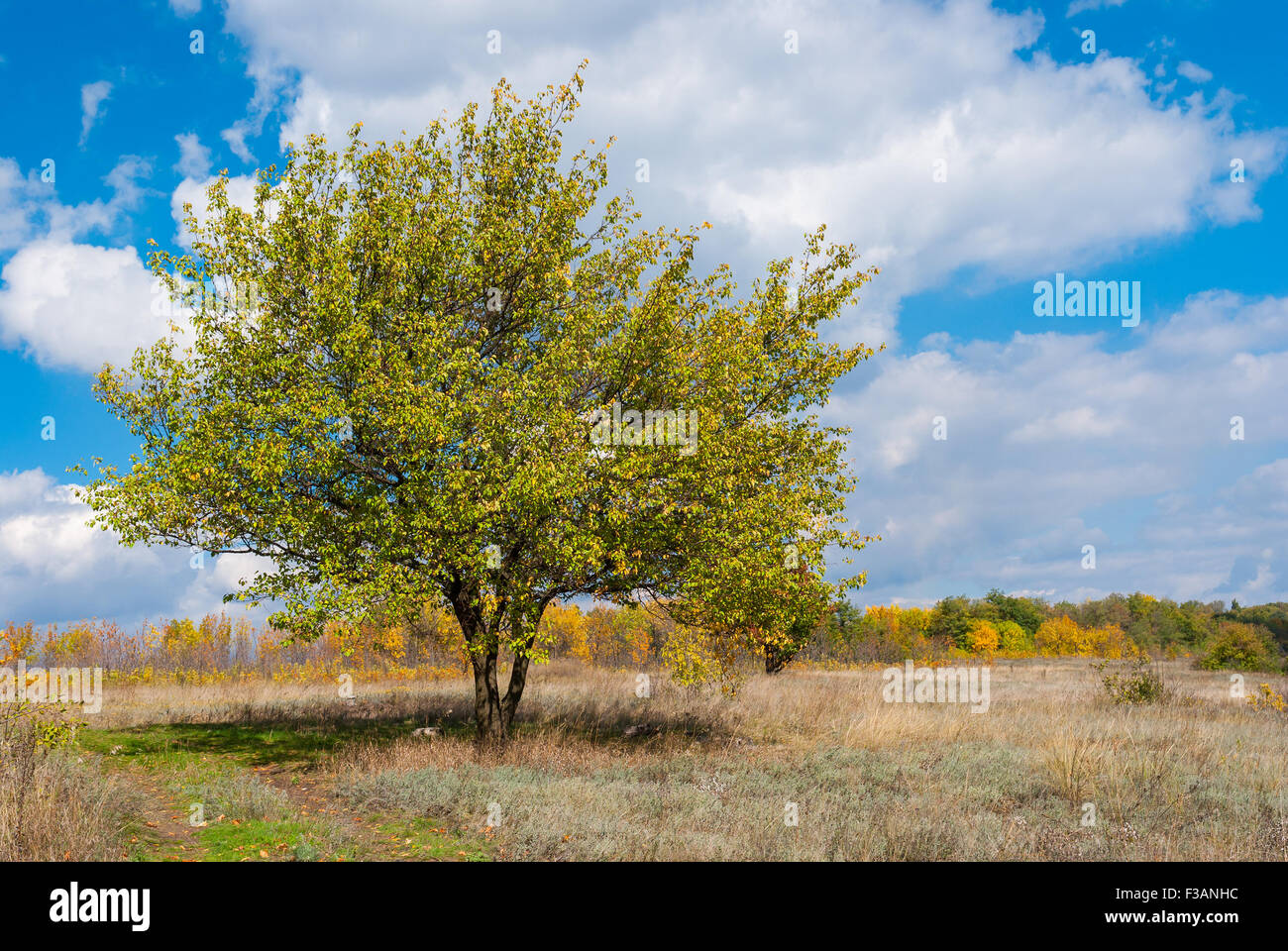 Branchy High Resolution Stock Photography and Images - Alamy