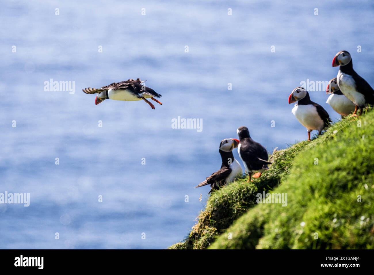 Atlantic Puffins on cliffs Stock Photo - Alamy