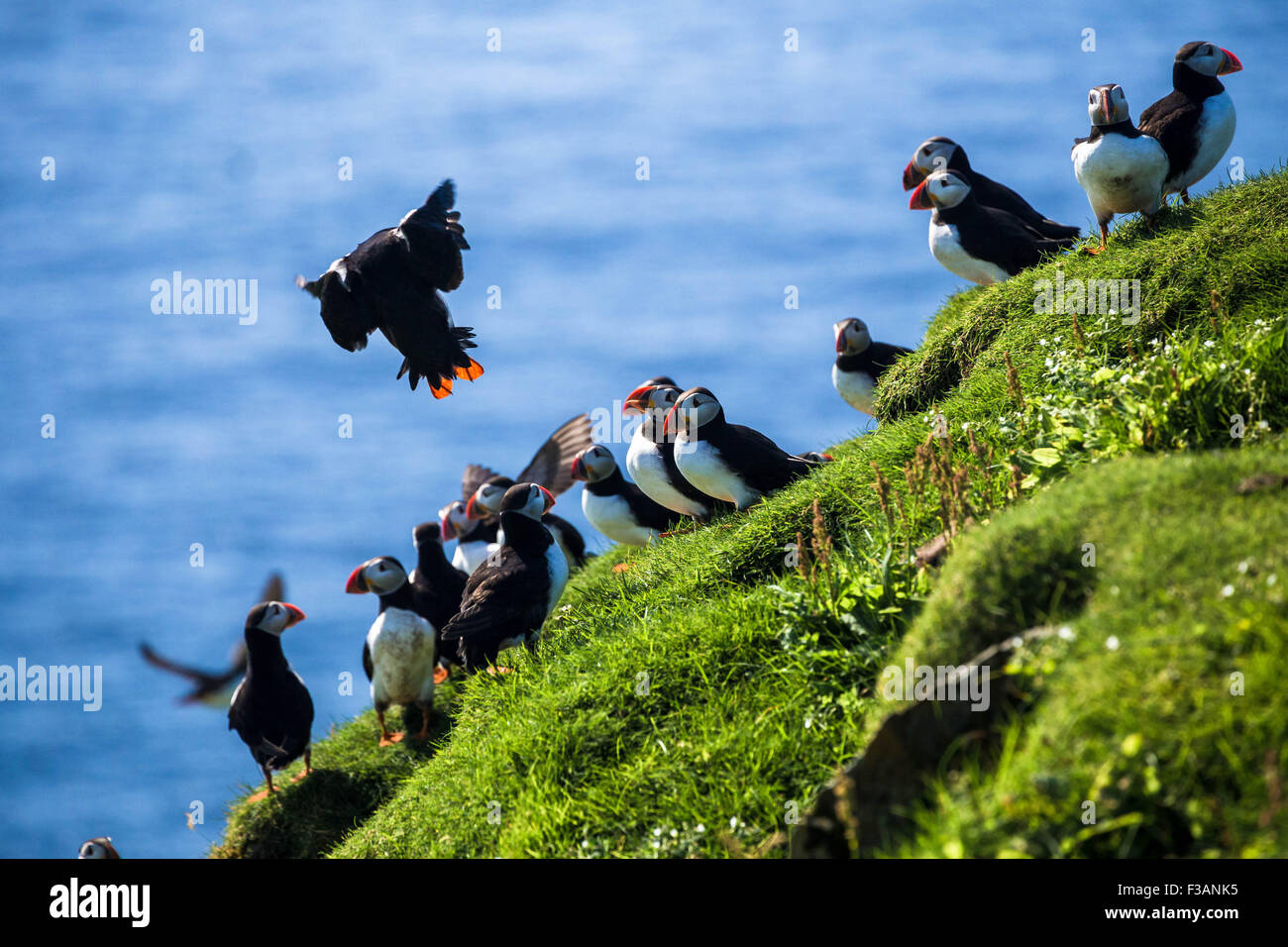 Atlantic Puffins on cliffs Stock Photo - Alamy