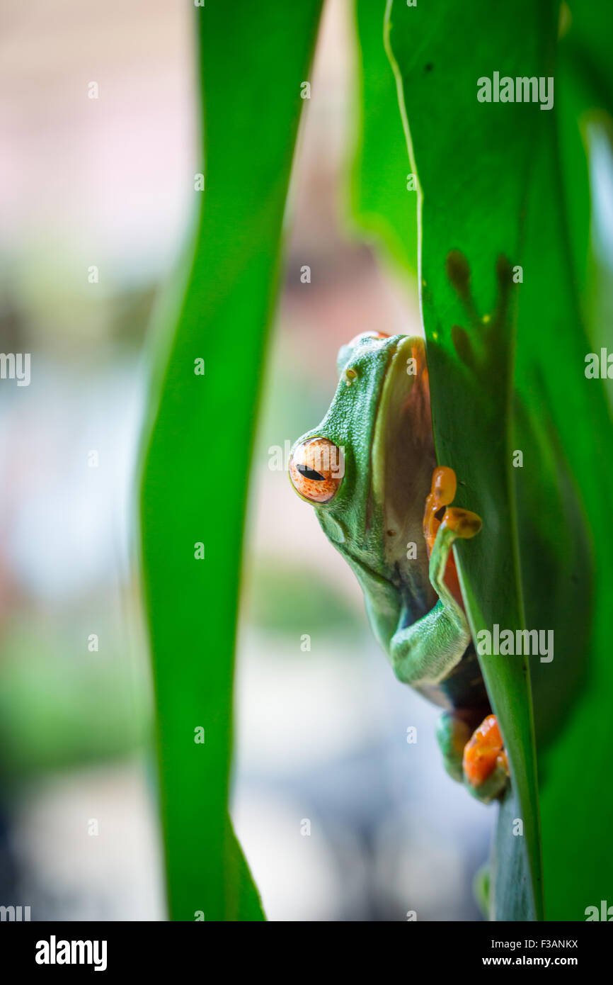 Costa Rica, Red Eyed Tree Frog on a leaf in Tortuguero National Park ...