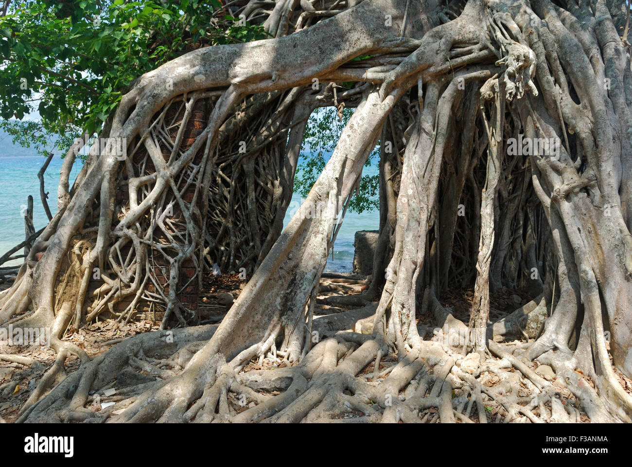 roots of banyan tree at ross island andaman island india Stock Photo ...