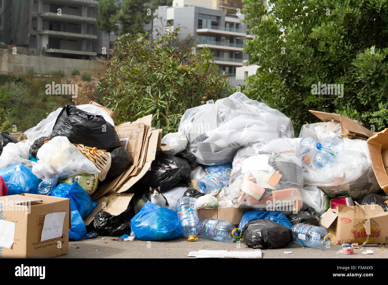 Lebanese cat hi-res stock photography and images - Alamy