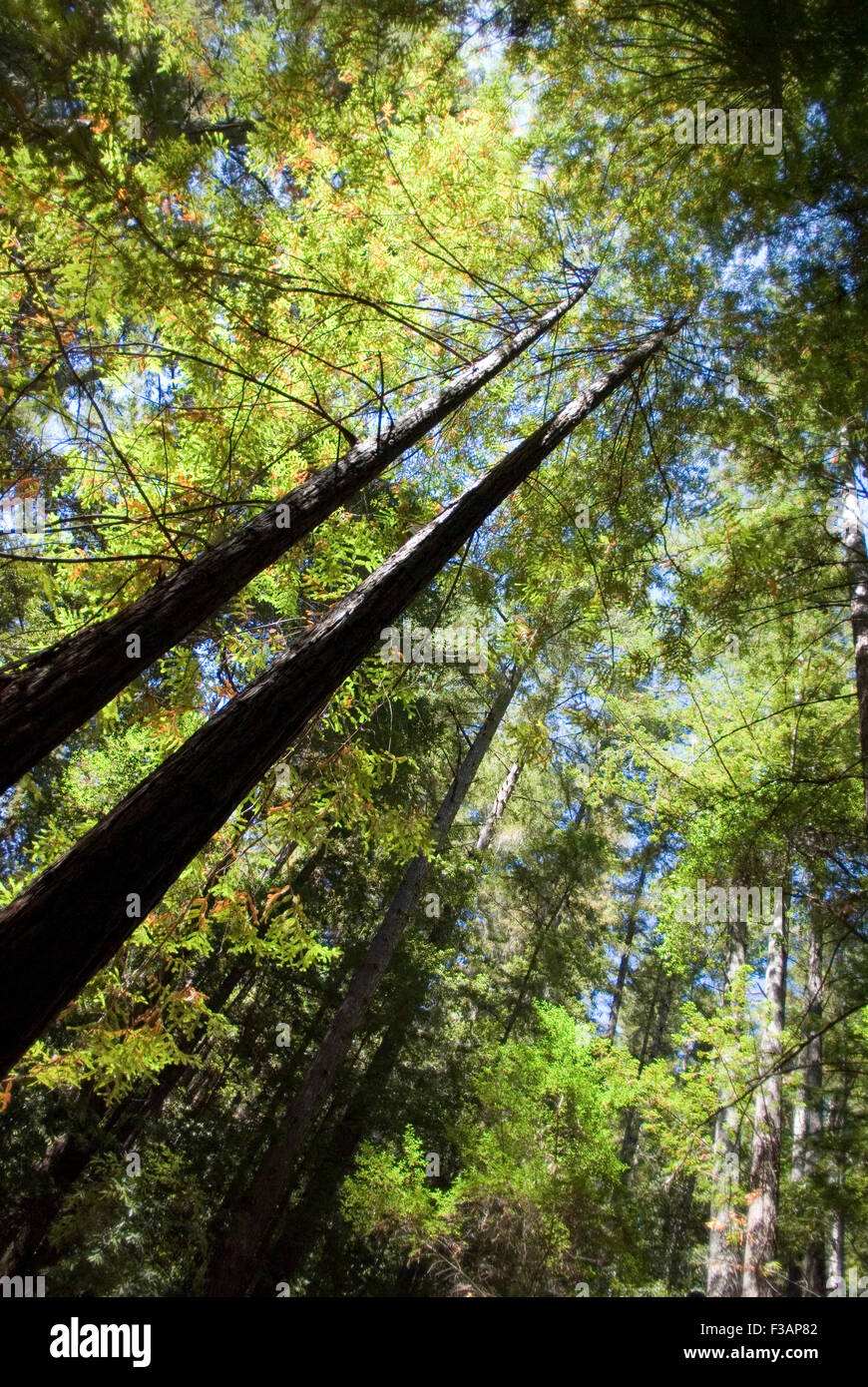 Trees in Big Basin Redwoods State Park, California Stock Photo - Alamy
