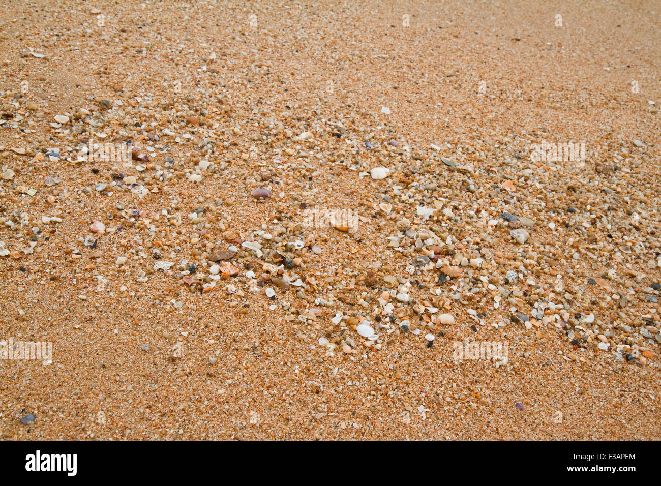 Sea shells on sandy beach Stock Photo - Alamy
