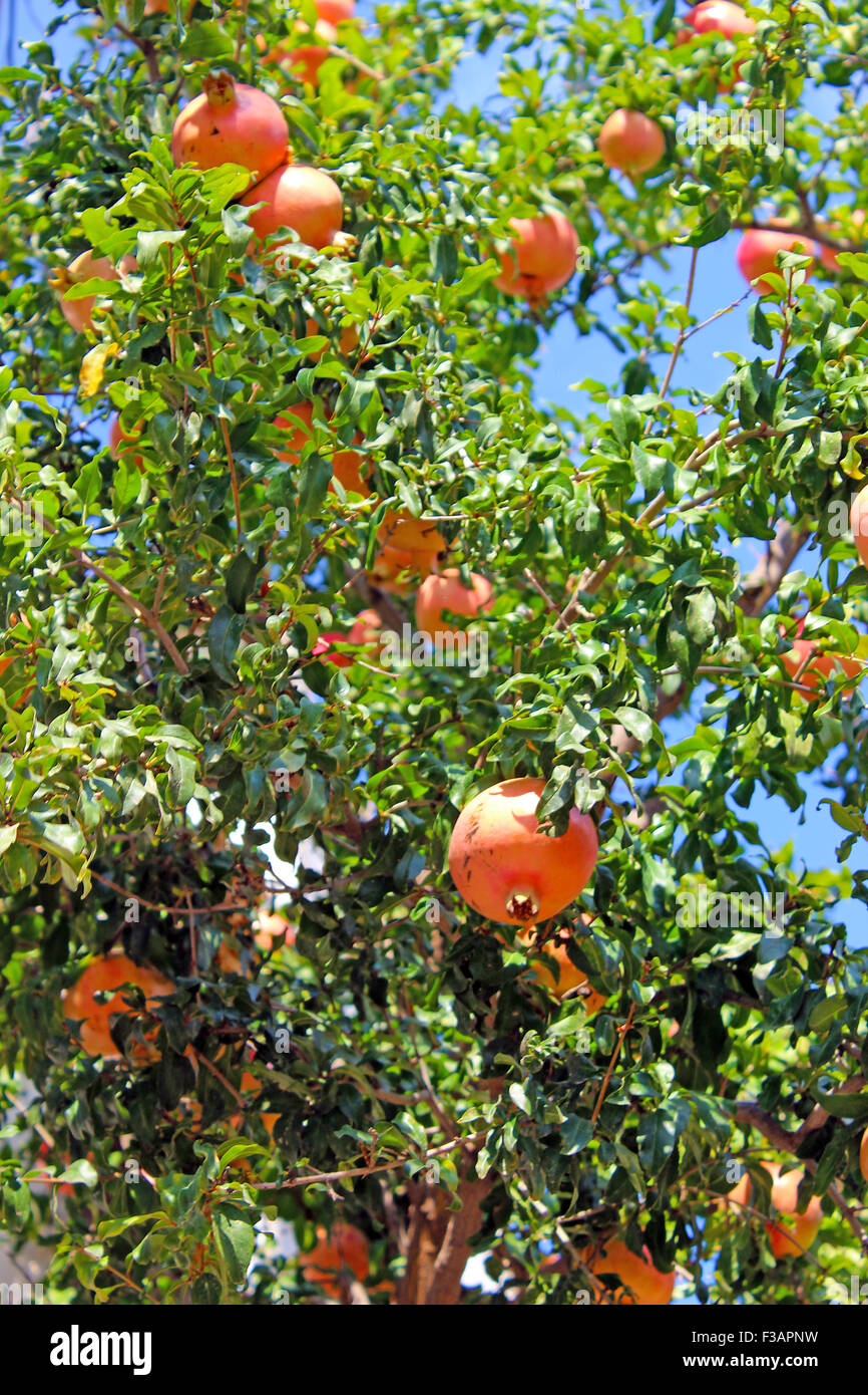 Pomegranate Tree Ornamental High Resolution Stock Photography and ...