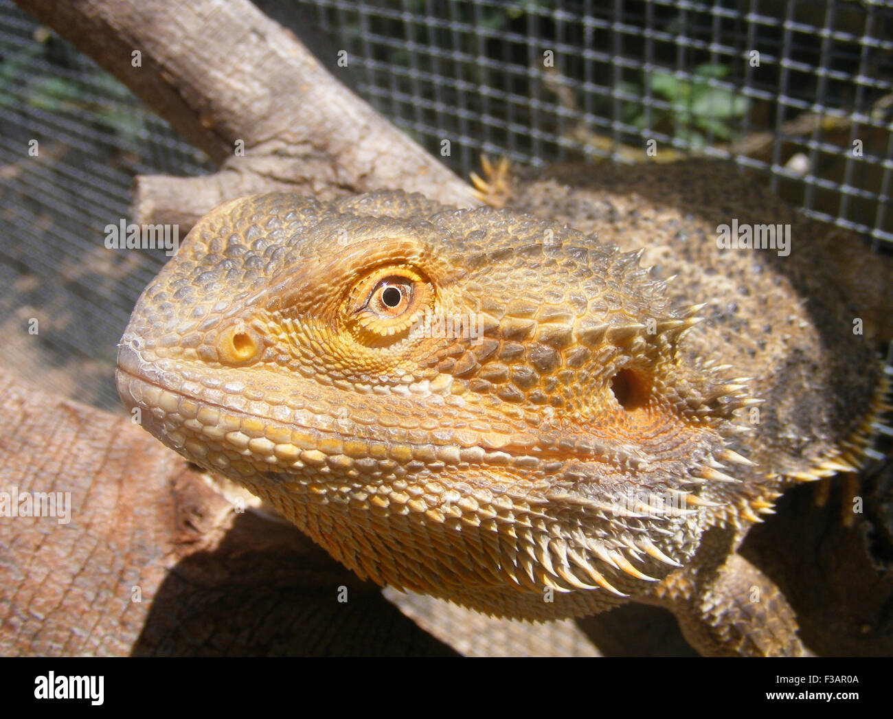 Bearded dragon, Pogona Vitticeps, in captivity Stock Photo - Alamy