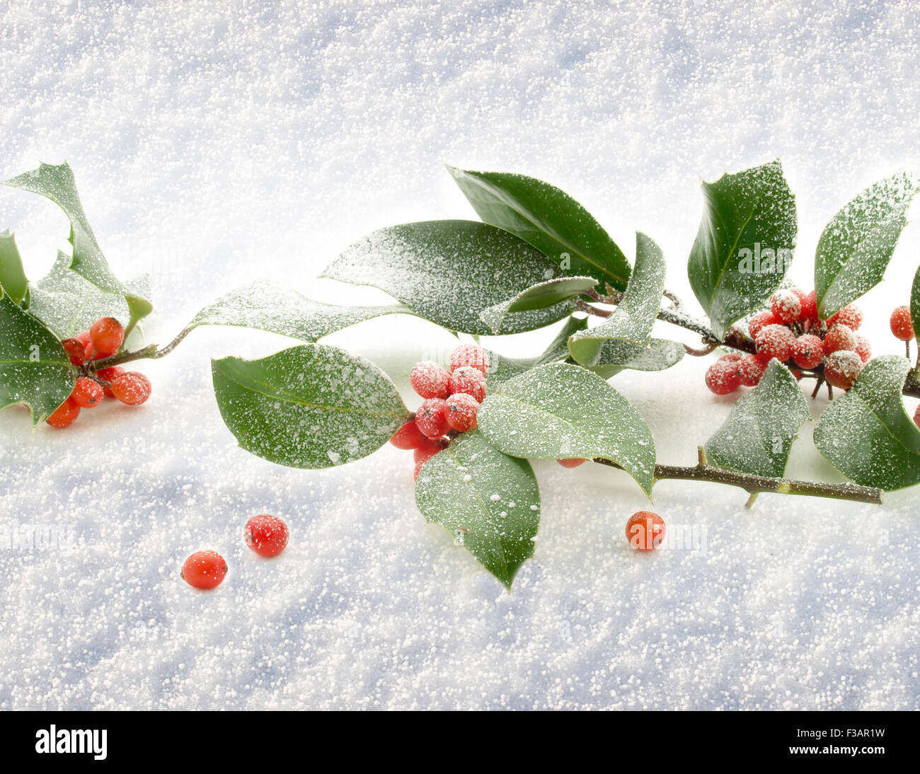 Newly fallen snow with holly Stock Photo - Alamy