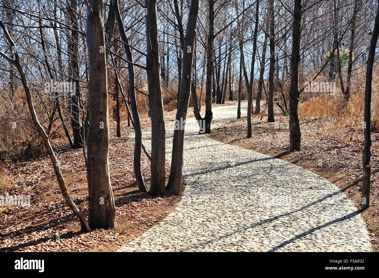 Stone path in a forest Stock Photo - Alamy