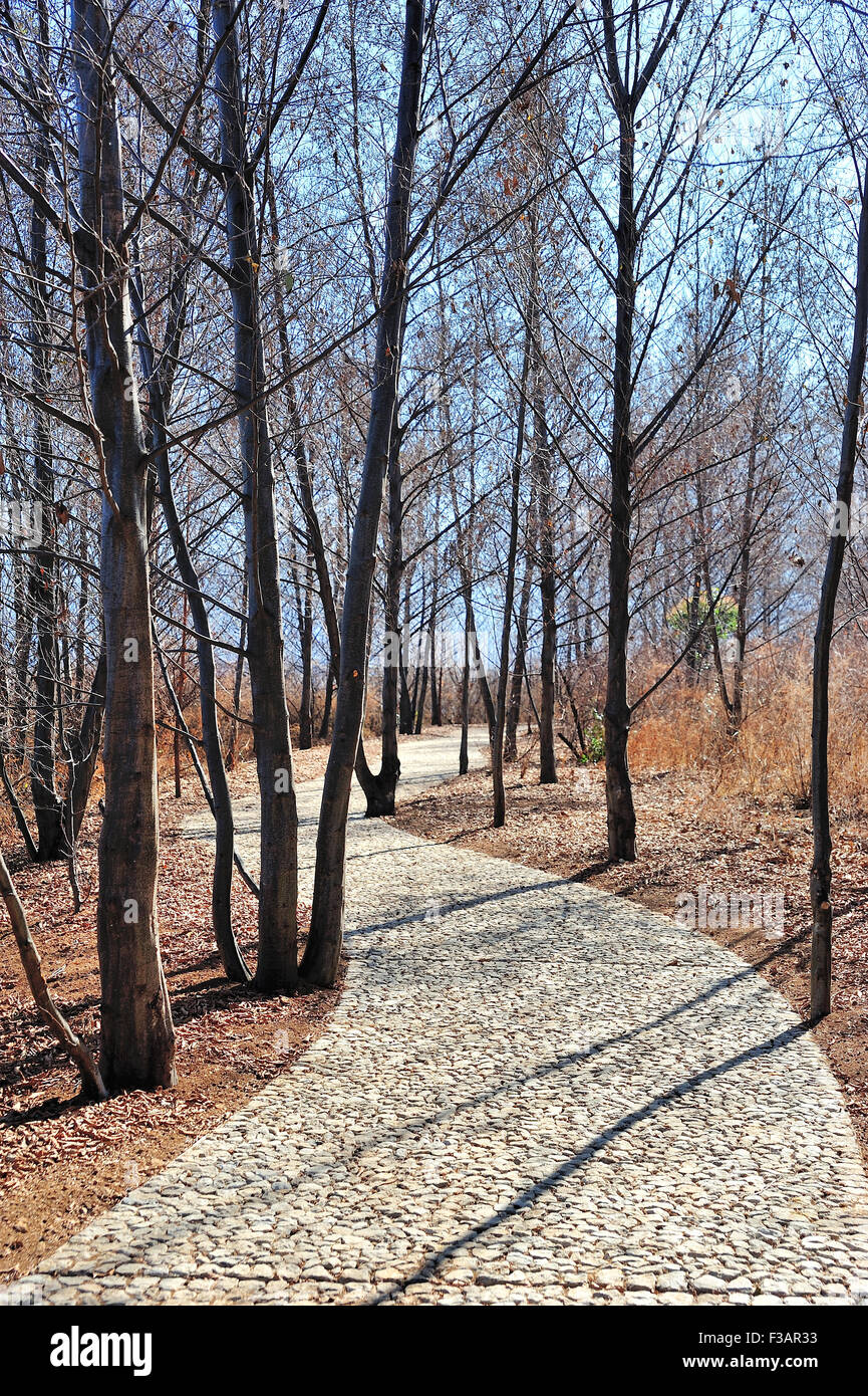 Stone pathway forest hi-res stock photography and images - Alamy