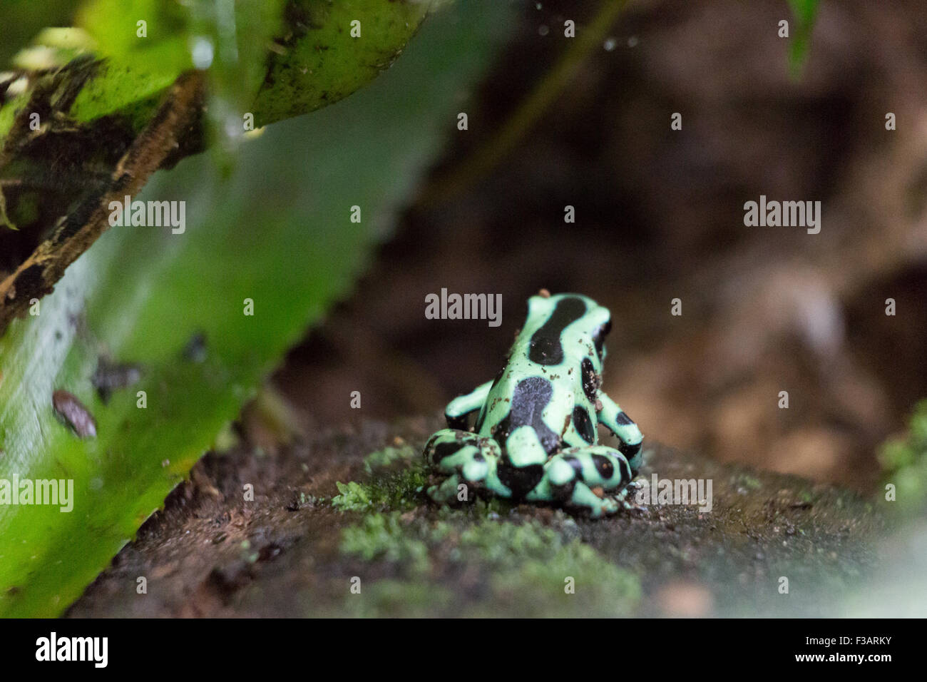 Costa Rica, Poison Dart Frog into the wild, Tortuguero National Park ...