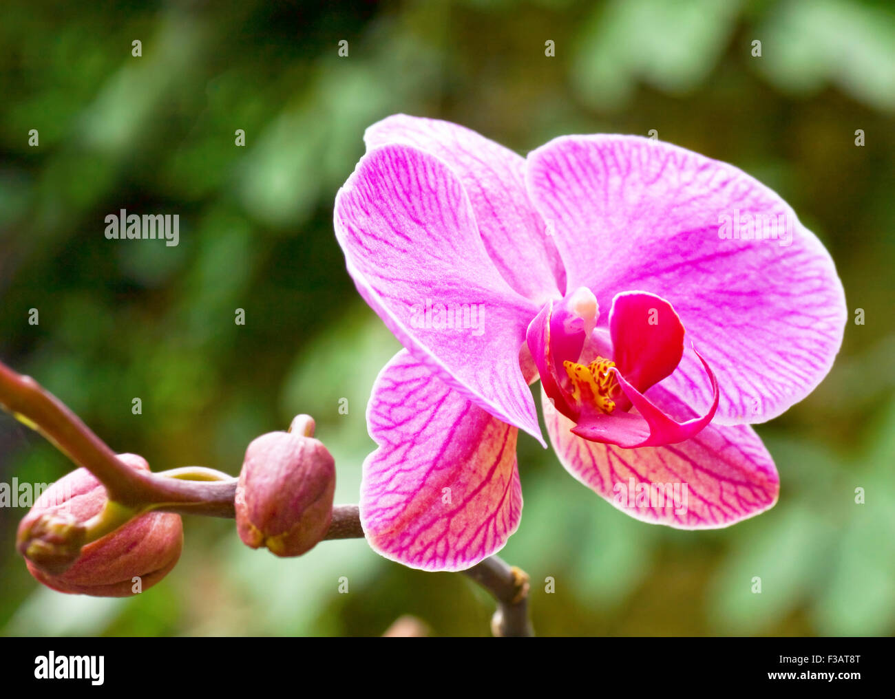 Cluster orchids hi-res stock photography and images - Alamy