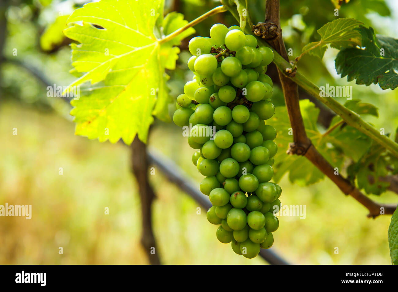 Grapes on the tree in the garden Stock Photo - Alamy