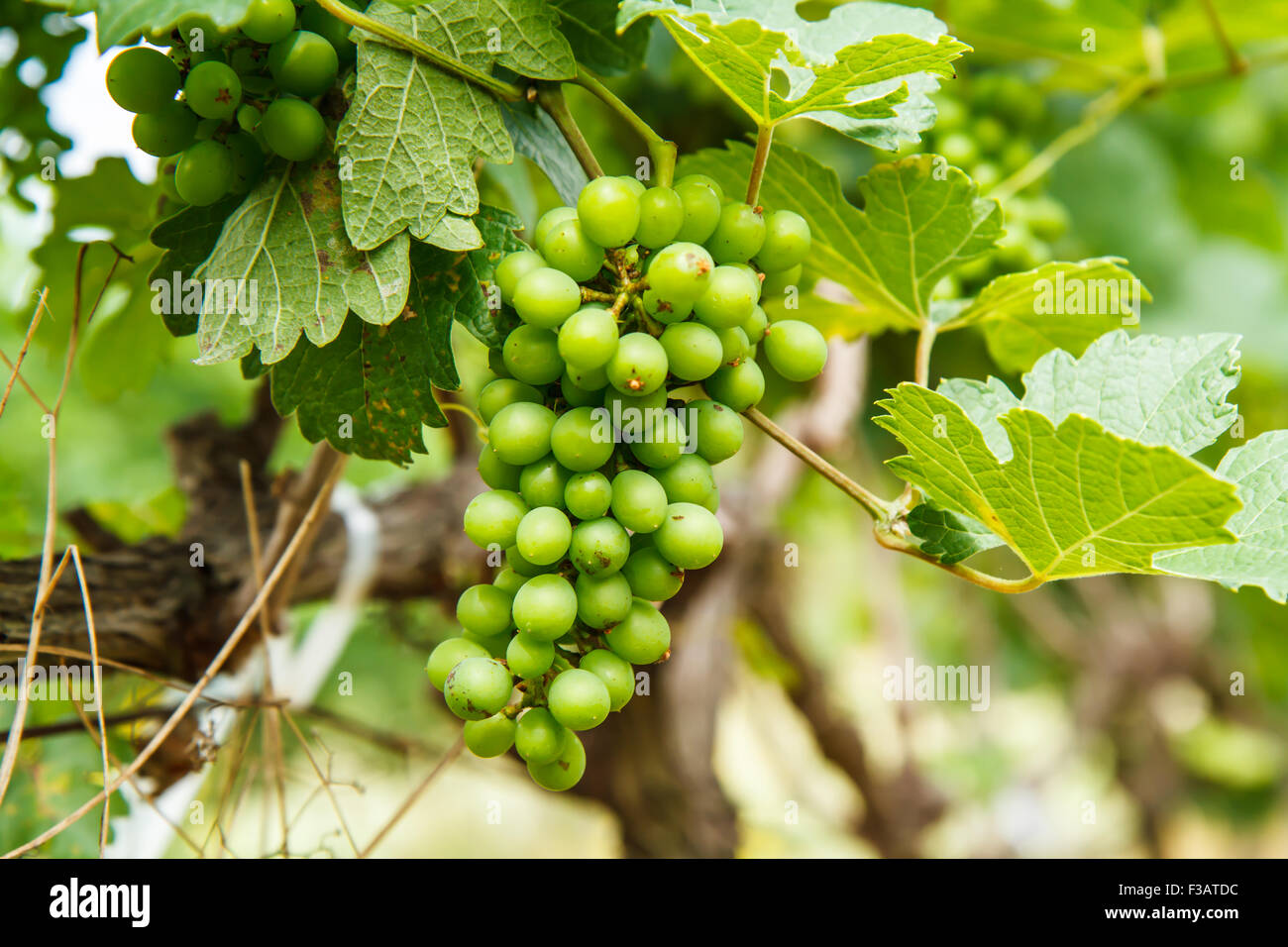 Grapes on the tree in the garden Stock Photo - Alamy