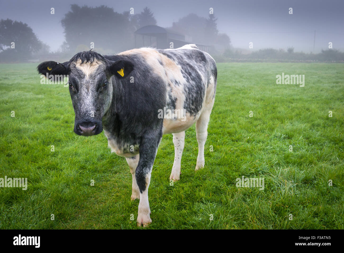 Cows in the Mist Stock Photo - Alamy