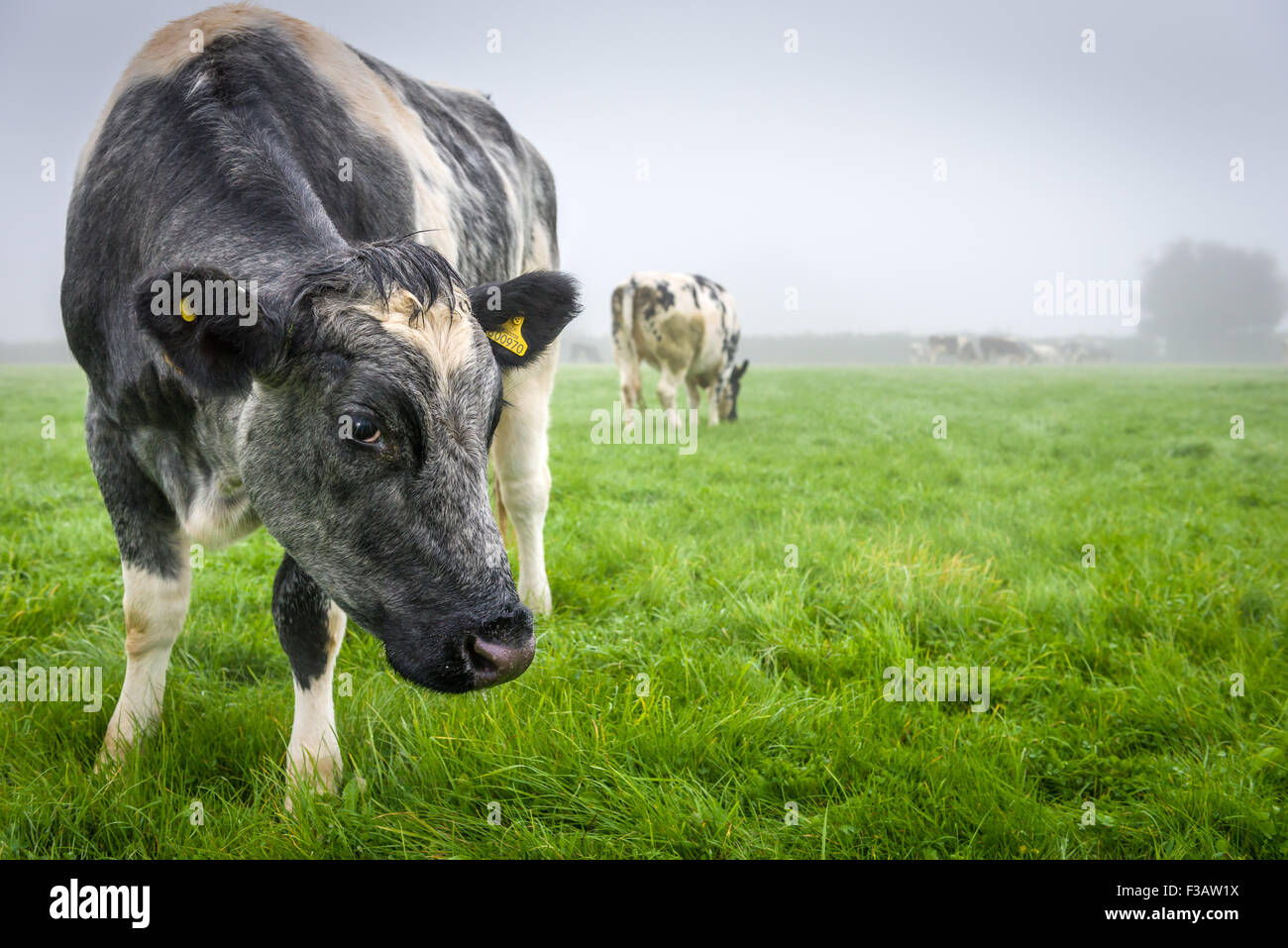 Cows in the Mist Stock Photo - Alamy