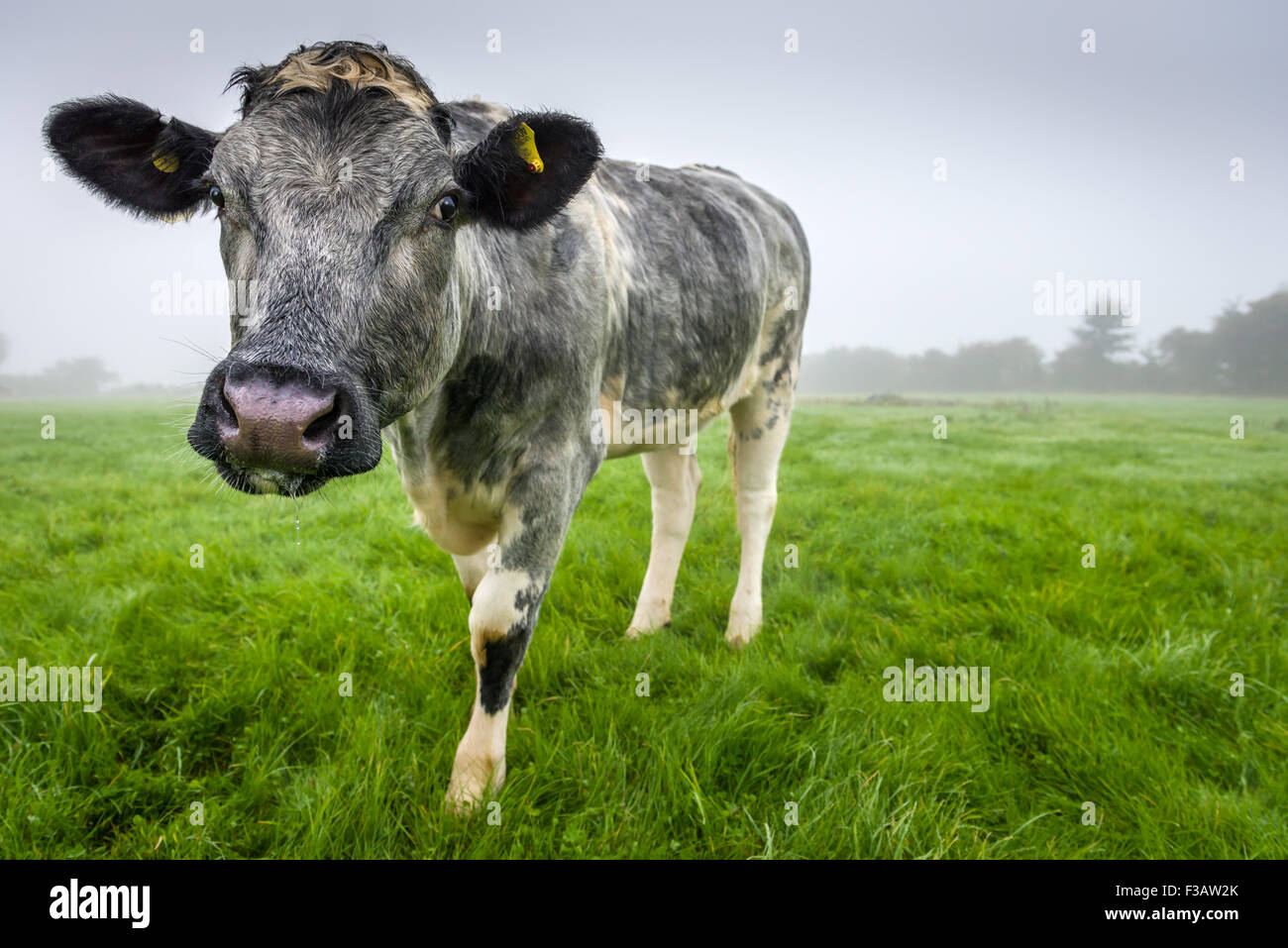Cow cows hi-res stock photography and images - Alamy