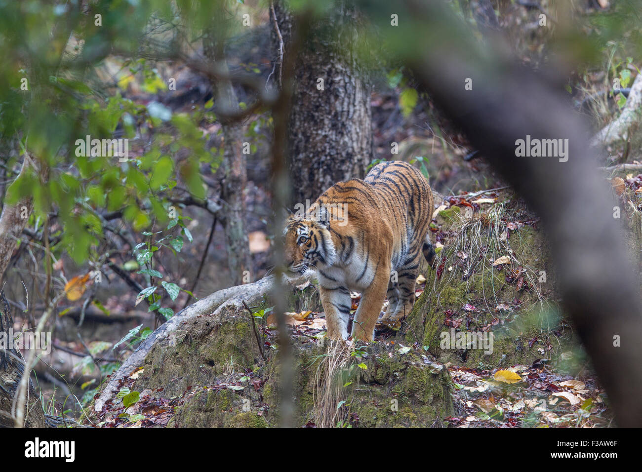 A Bengal Tigress prowling in the forest of Jim Corbett National Park ...