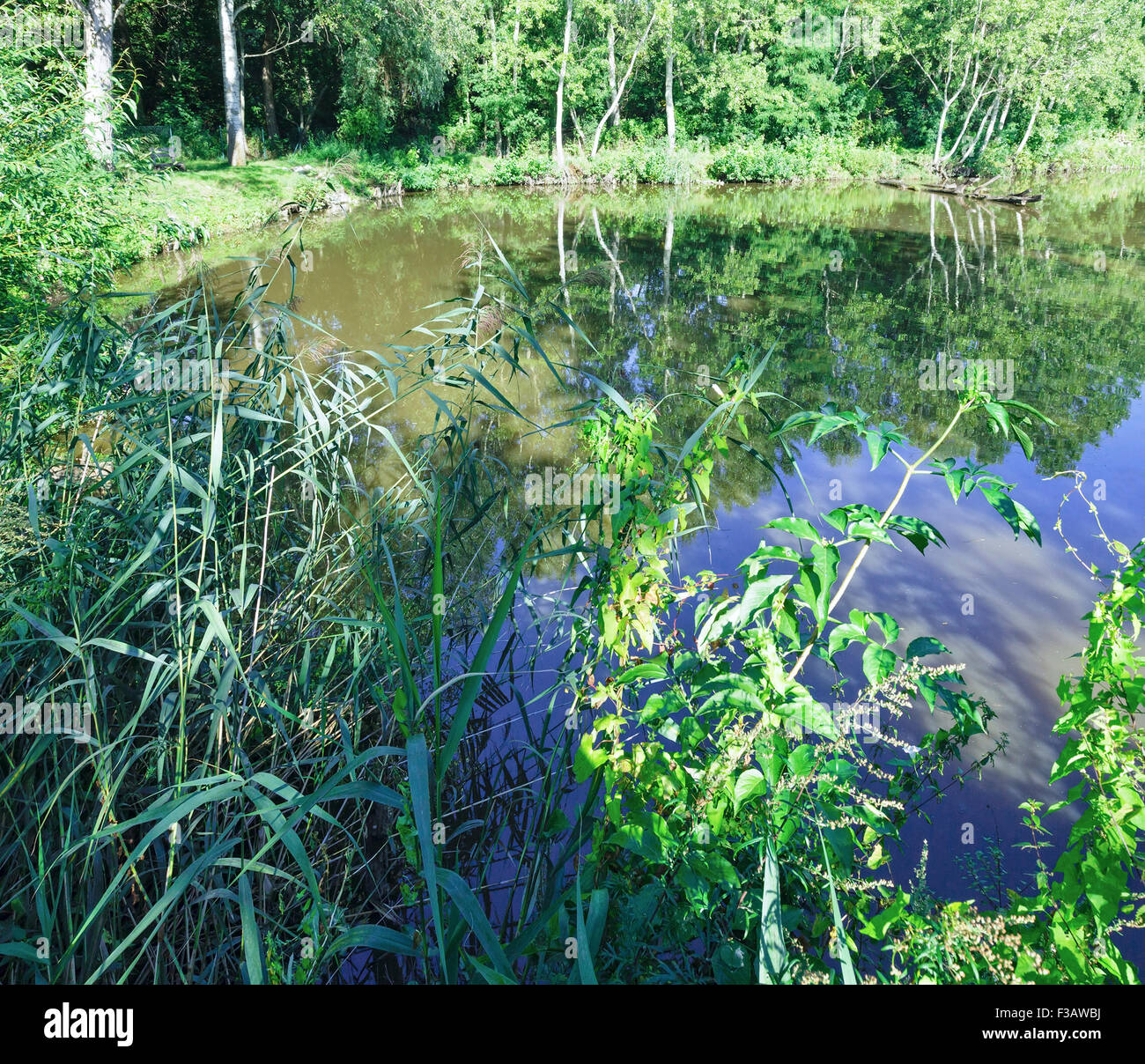 Summer lake with trees reflection on water surface Stock Photo - Alamy