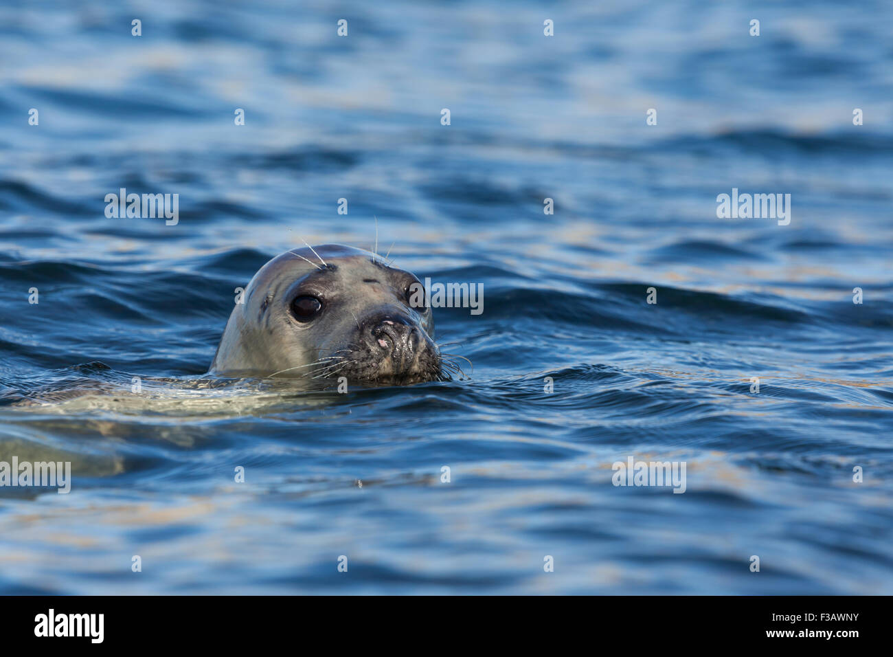 Seal with head out of water hi-res stock photography and images - Alamy